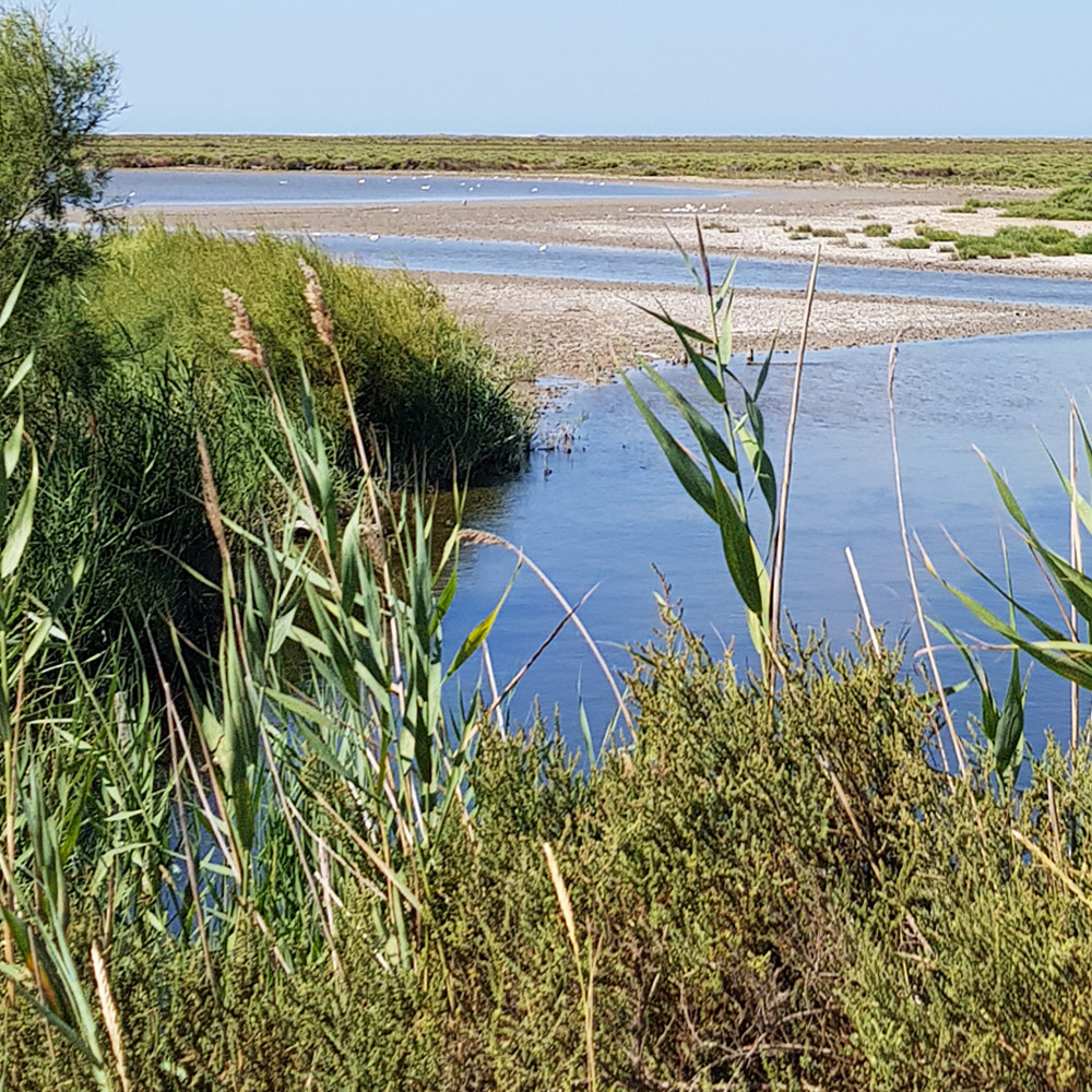 Marshes and ponds - Destination Camargue